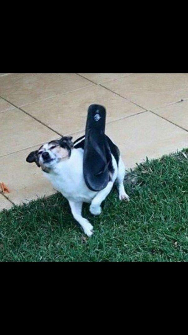 rip | Dogs | Know Your Meme