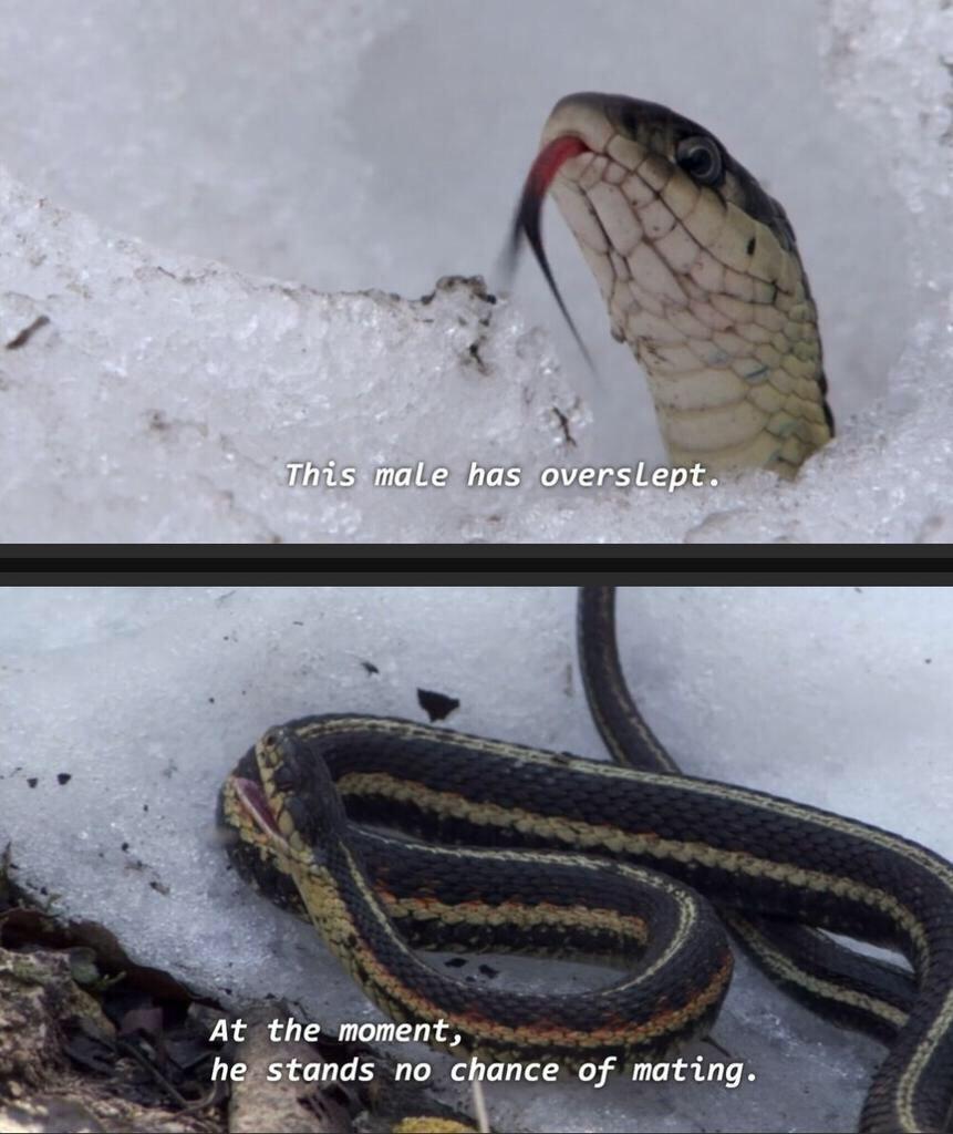 snake_IRL | Me IRL | Know Your Meme
