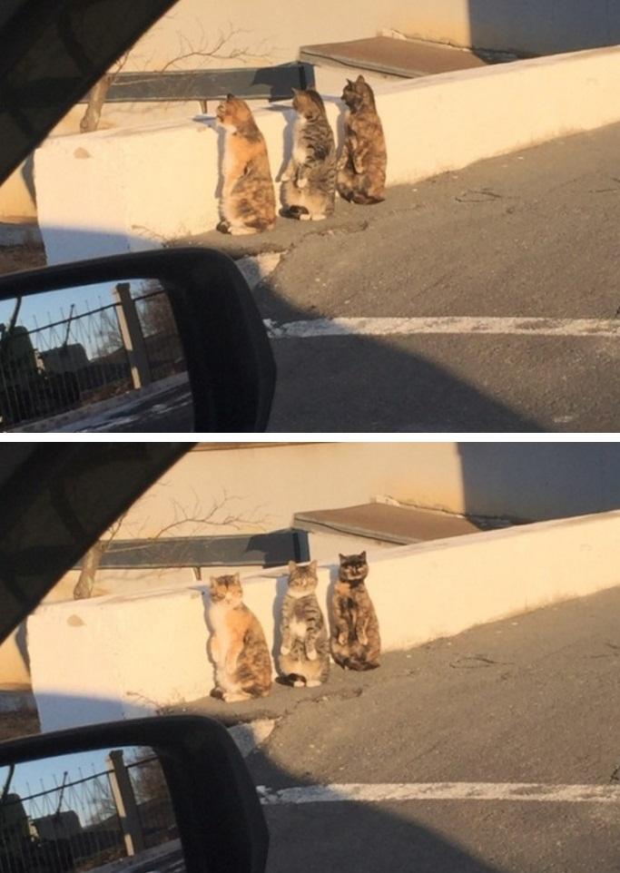 On the lookout | Cats | Know Your Meme