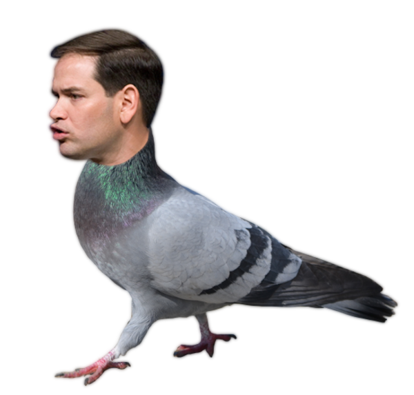Marco Rubio the GOP Pigeon | Little Marco | Know Your Meme