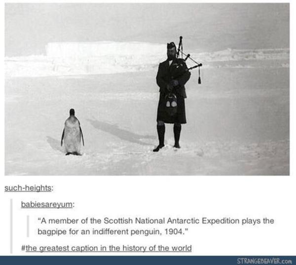 It truly is | Penguins | Know Your Meme