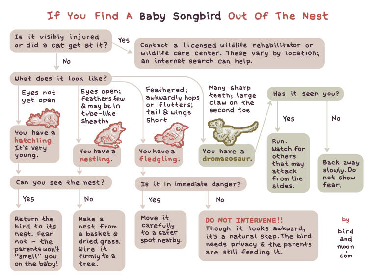 What to do if you find a baby bird | Flowcharts / Flowchart Parodies ...