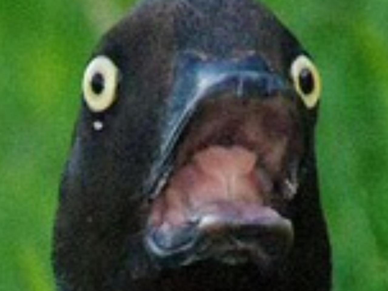 Fear | Birbs | Know Your Meme