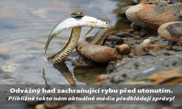 translated from Czech "Brave snake saves fish from drowning" | Social ...