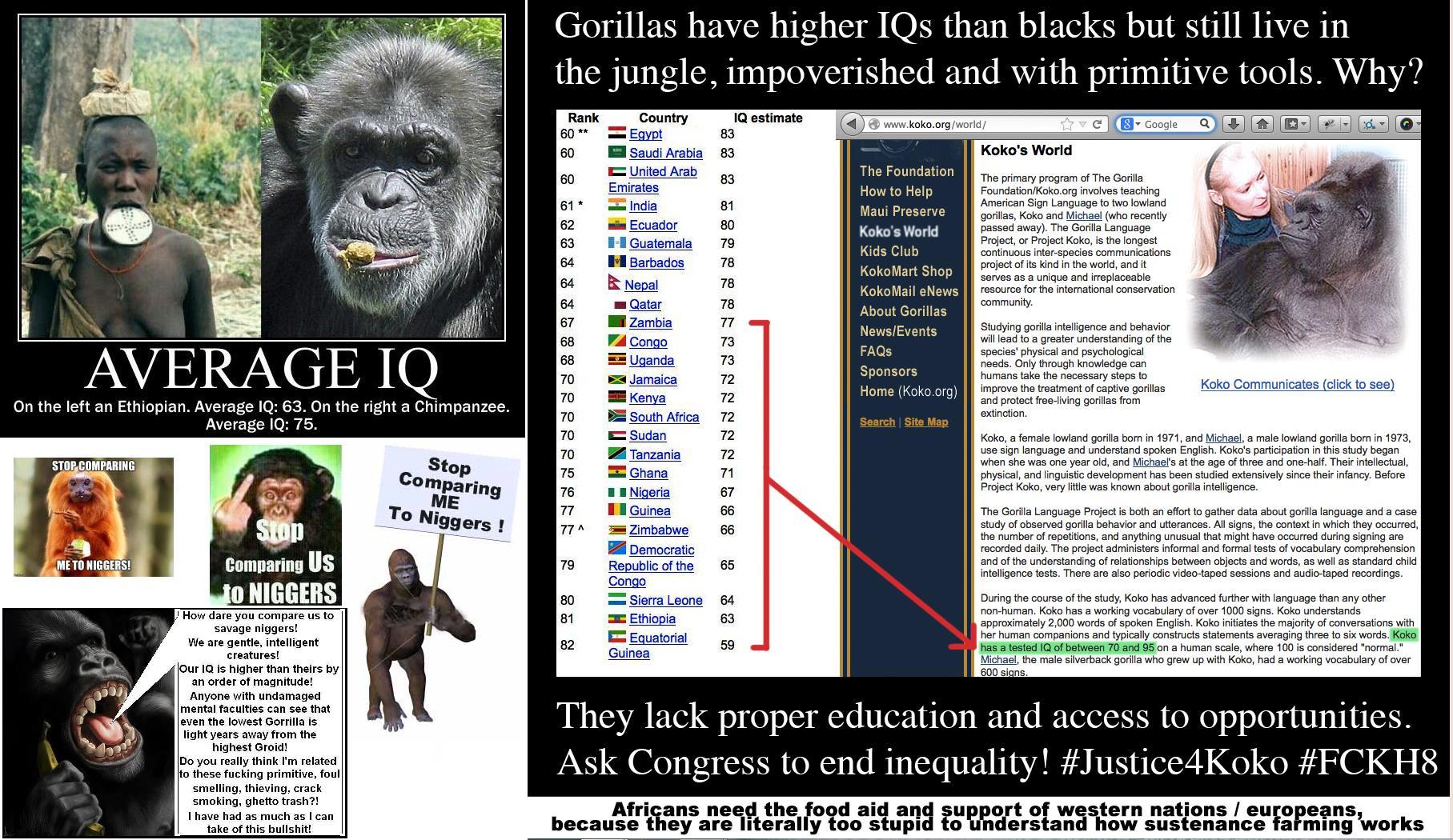 chimps and other apes vs dingus | WE WUZ KINGS | Know Your Meme