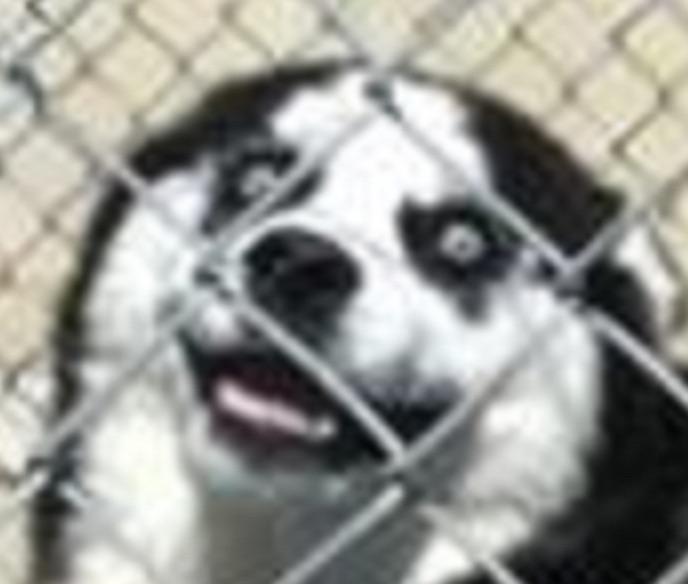 Dog Reaction | Dogs | Know Your Meme