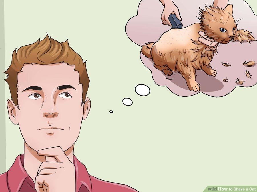 How to shave a cat | WikiHow | Know Your Meme