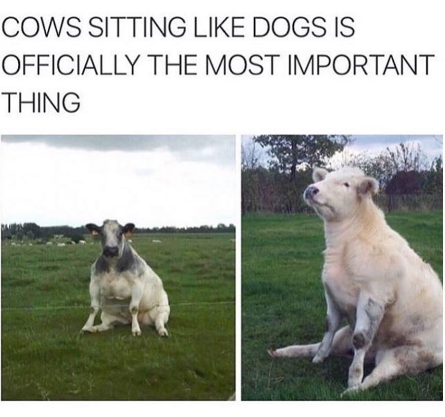 Cows Sitting Like Dogs | Animals | Know Your Meme