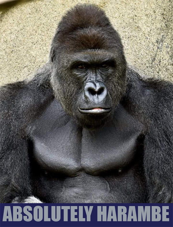 Absolutely Harambe | Absolutely Haram | Know Your Meme