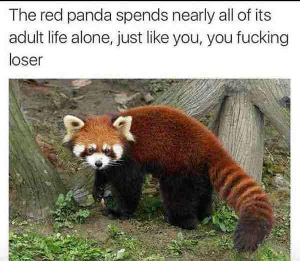 Red Panda | Animals | Know Your Meme