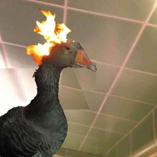 No Fire Deep Goose | Goose on Fire / Fire Duck | Know Your Meme