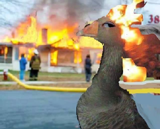 goose on fire | Goose on Fire / Fire Duck | Know Your Meme