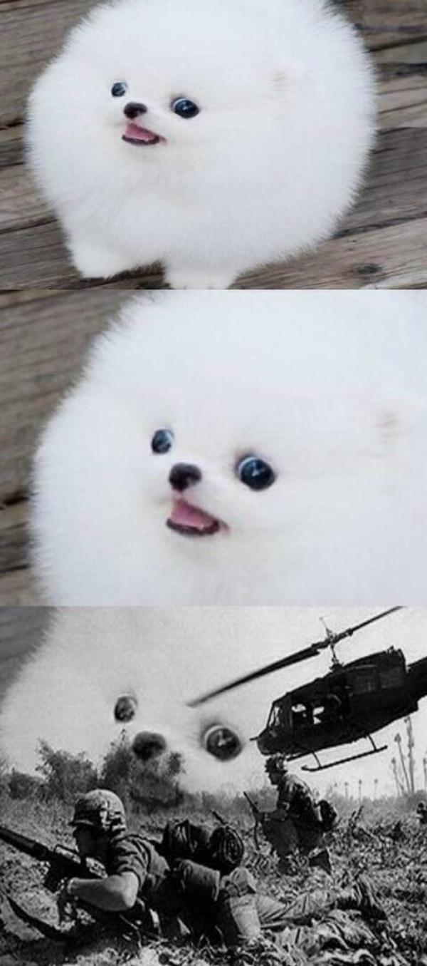 PTSD Dog | War Flashback Parodies | Know Your Meme