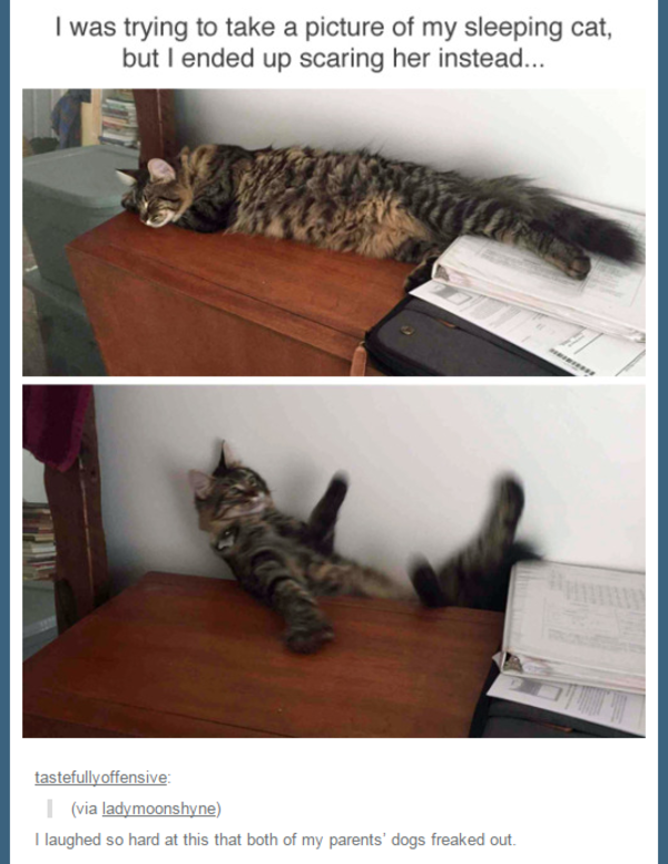 Say cheese! | Cats | Know Your Meme