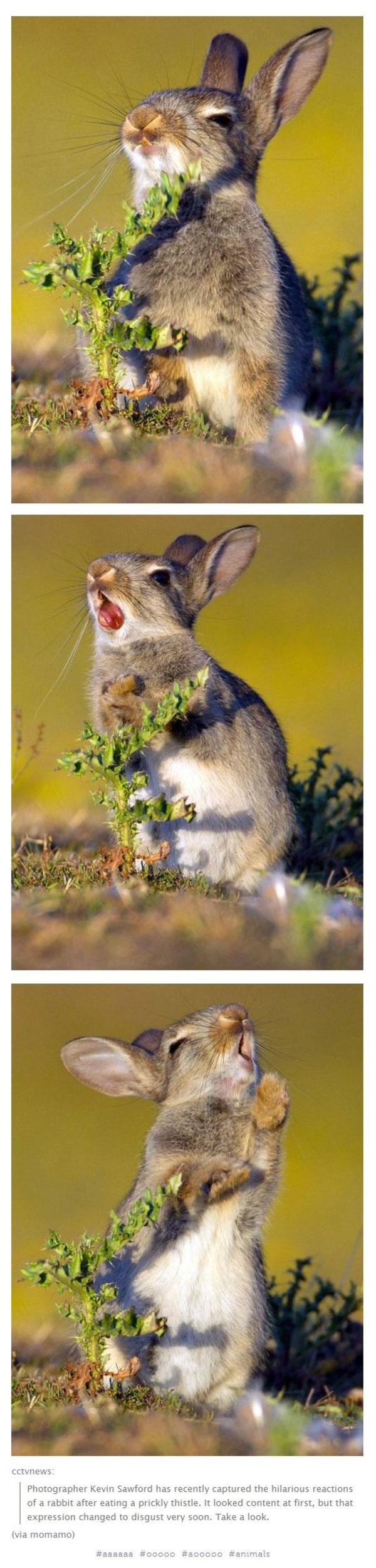 Regret | Animals | Know Your Meme