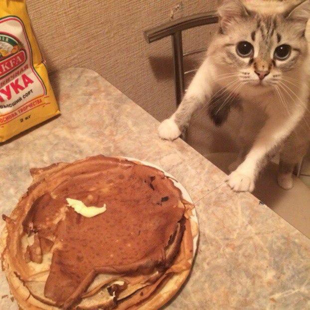 blini cat close to blin | Blini Cat | Know Your Meme