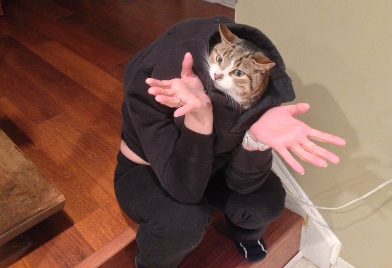 I have nothing | Cats | Know Your Meme