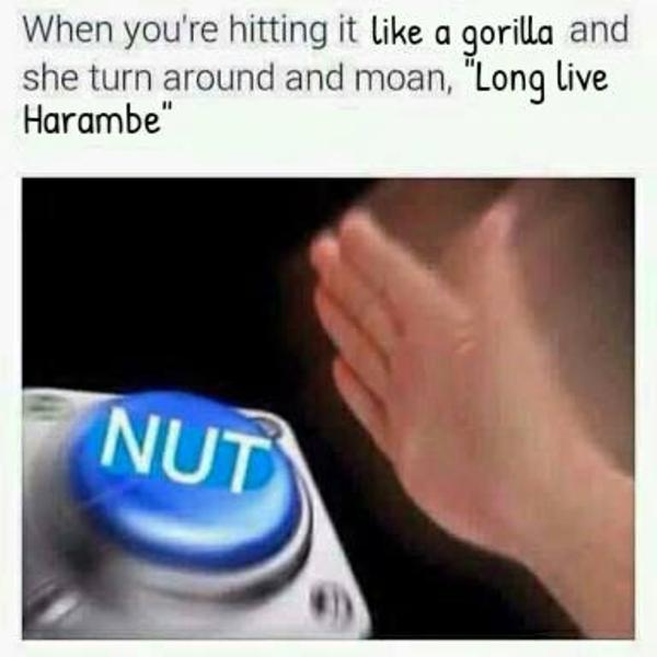 Long Live Harambe | Harambe the Gorilla | Know Your Meme