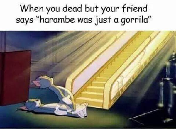 When you dead and your friend says: "Harambe was just a gorilla ...