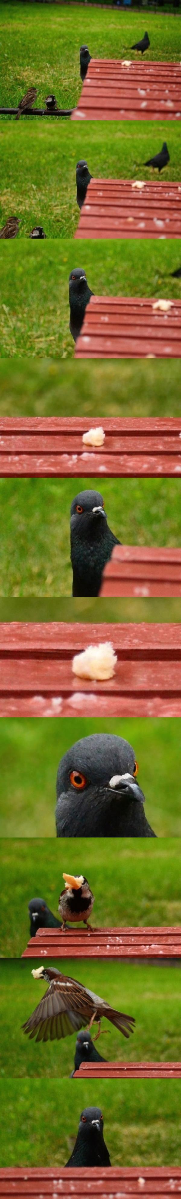 A pigeon about to get his piece of bread | Birbs | Know Your Meme