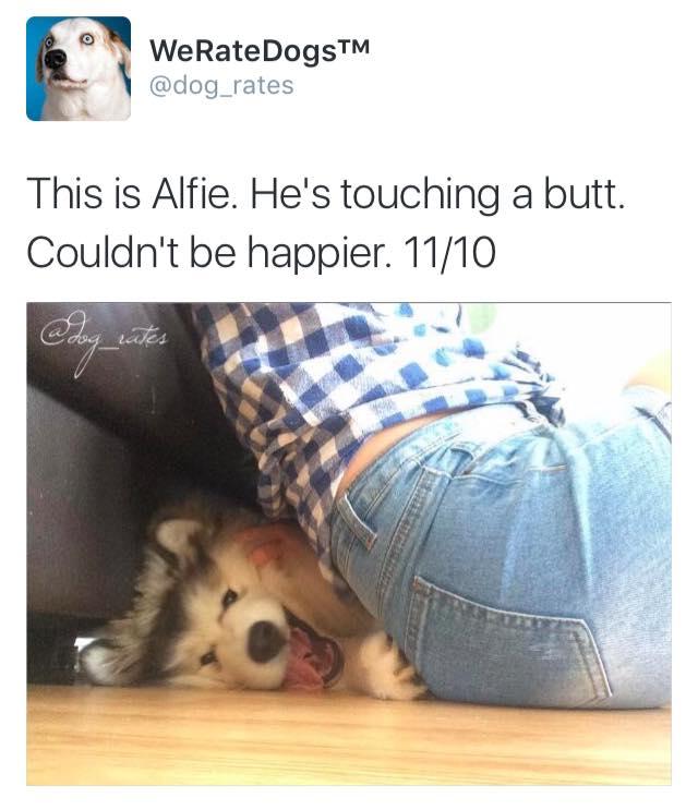 Dat Face | We Rate Dogs | Know Your Meme