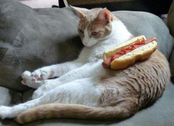 hot cat | Cats | Know Your Meme