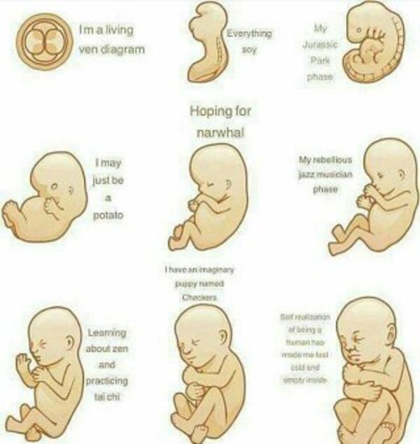 Stages of a Fetus | Know Your Meme