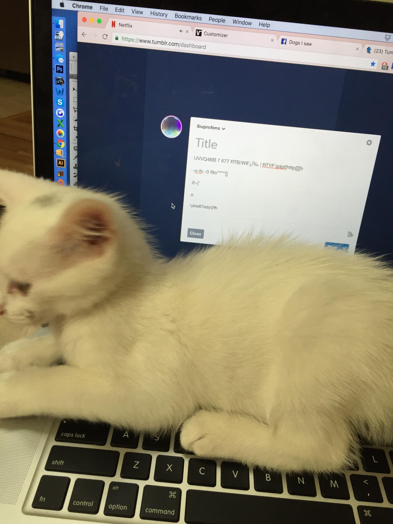 Macbooks and Cats | Tumblr | Know Your Meme