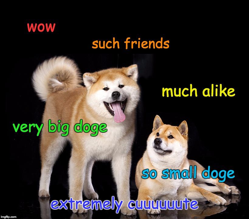 Hachiko Meets Doge | Doge | Know Your Meme