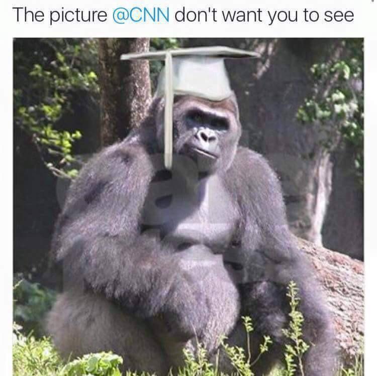 Harambe | Really Makes You Think | Know Your Meme