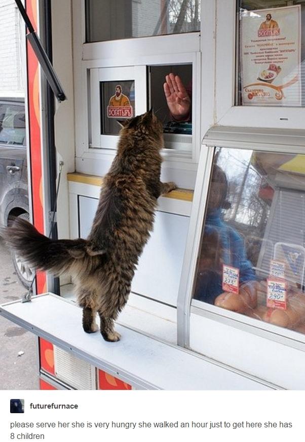 Food | Cats | Know Your Meme