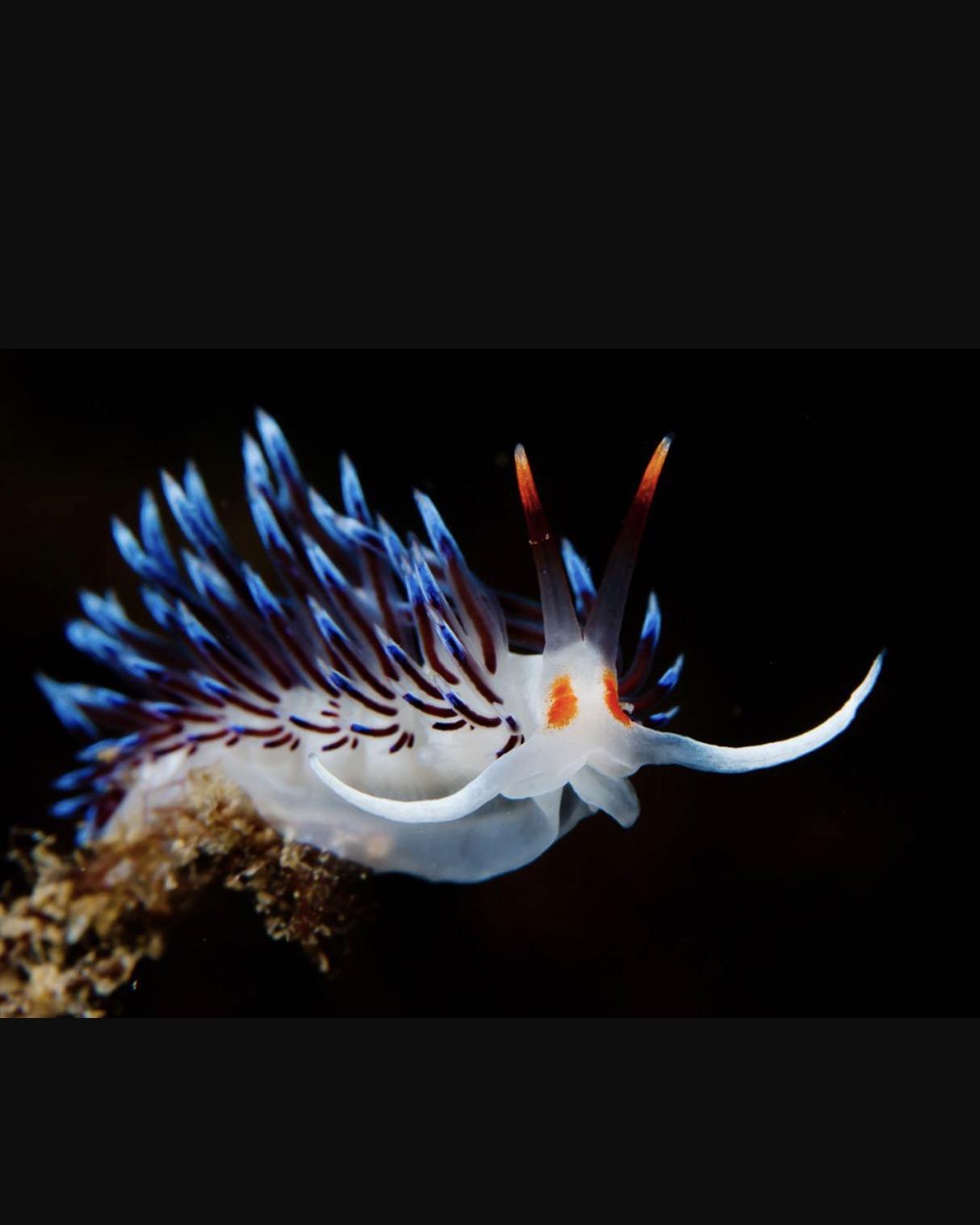 More Sea Slugs | Imgur | Know Your Meme