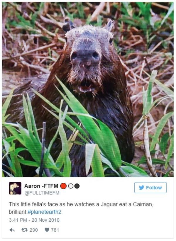 @FulltimeFM Tweet | Shocked Capybara | Know Your Meme