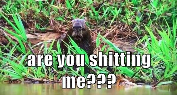 what?? | Shocked Capybara | Know Your Meme