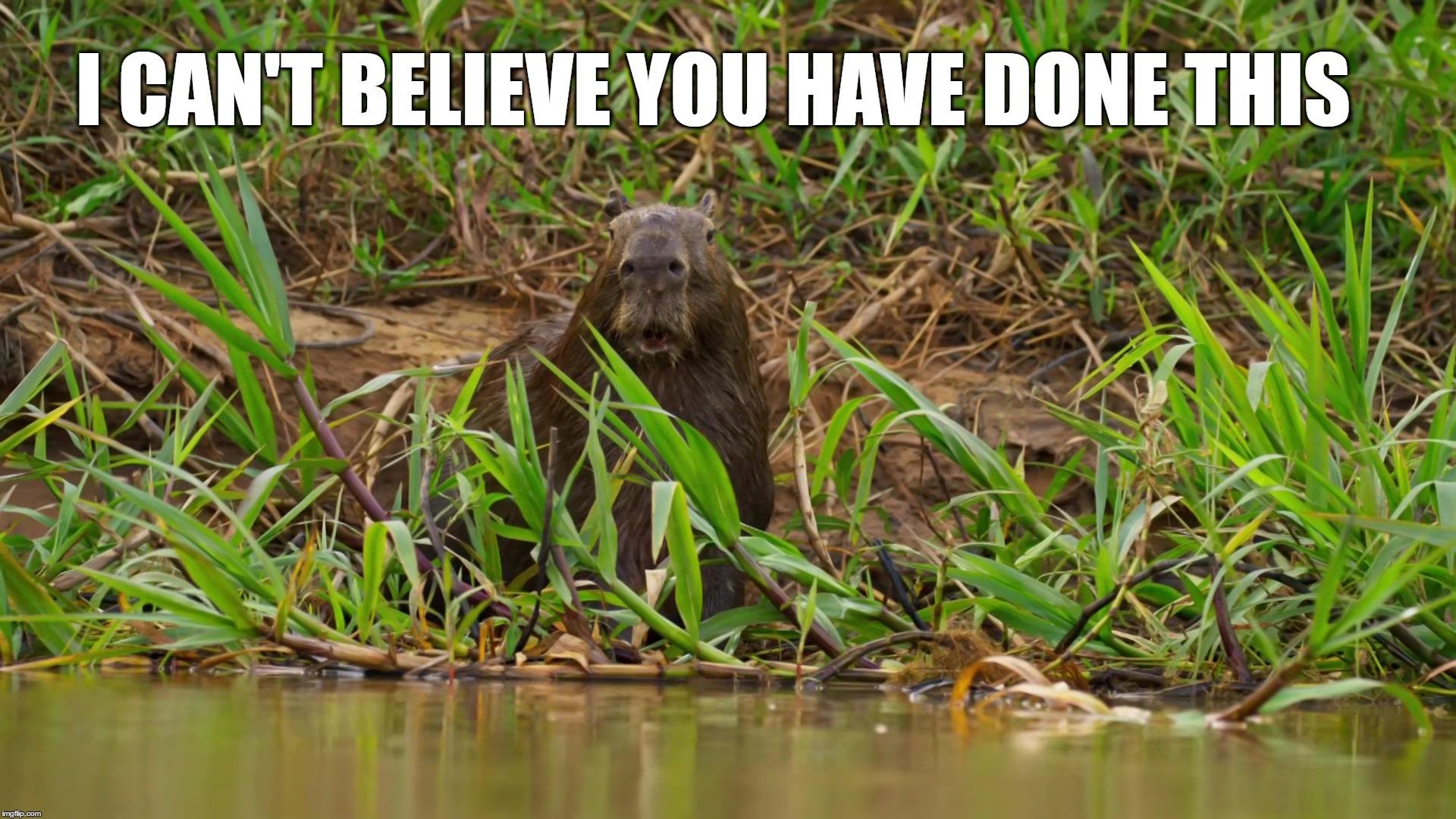 Shocked Capybara Can't Believe | Shocked Capybara | Know Your Meme