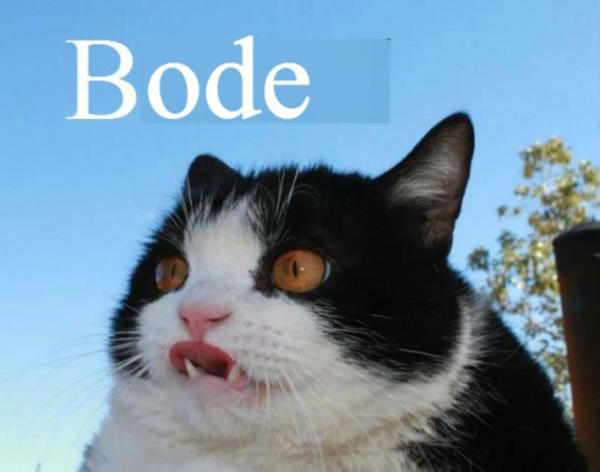 I Lov e bueno cat ok | BODE | Know Your Meme