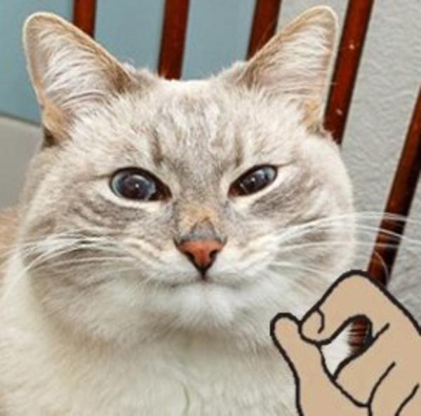 smug cat | Blini Cat | Know Your Meme