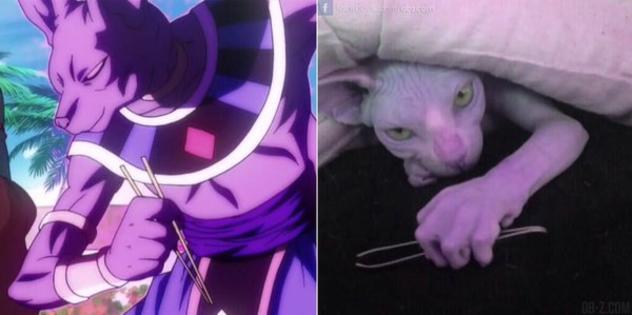 beerus real life | Dragon Ball | Know Your Meme