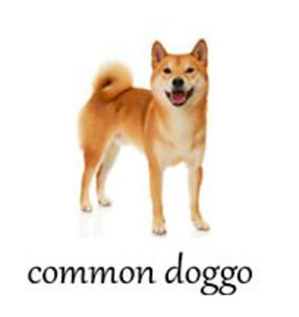 Common Doggo | Doggo | Know Your Meme