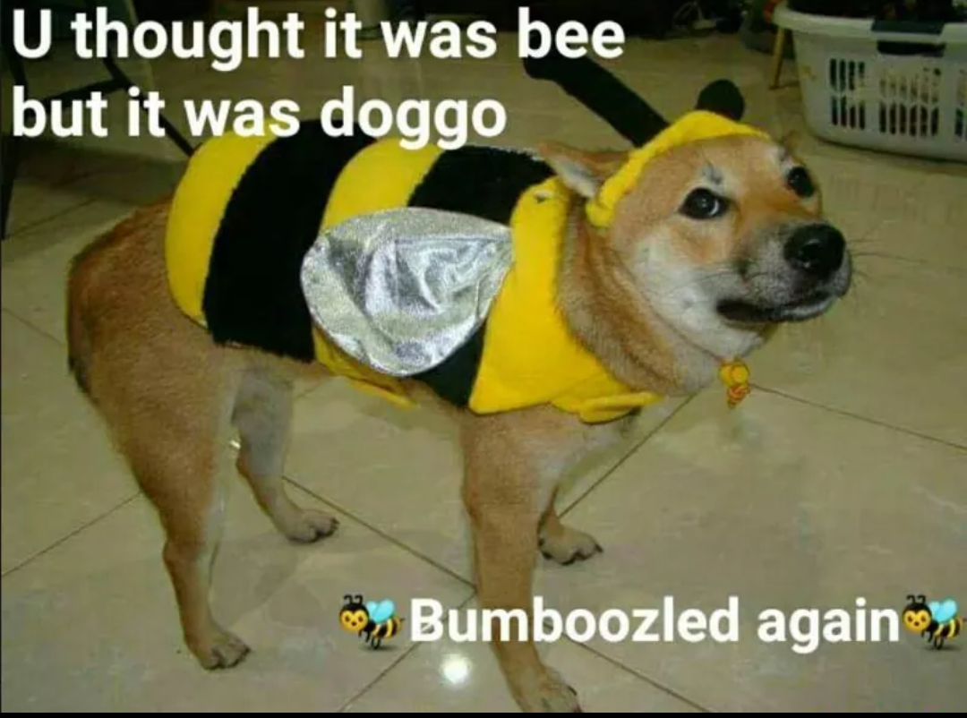 Bee_IRL | Doggo | Know Your Meme