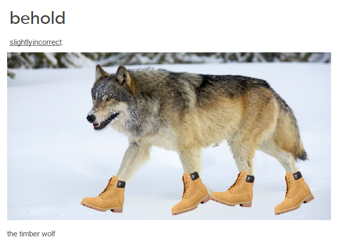 Behold: the timber wolf | Timbs | Know Your Meme