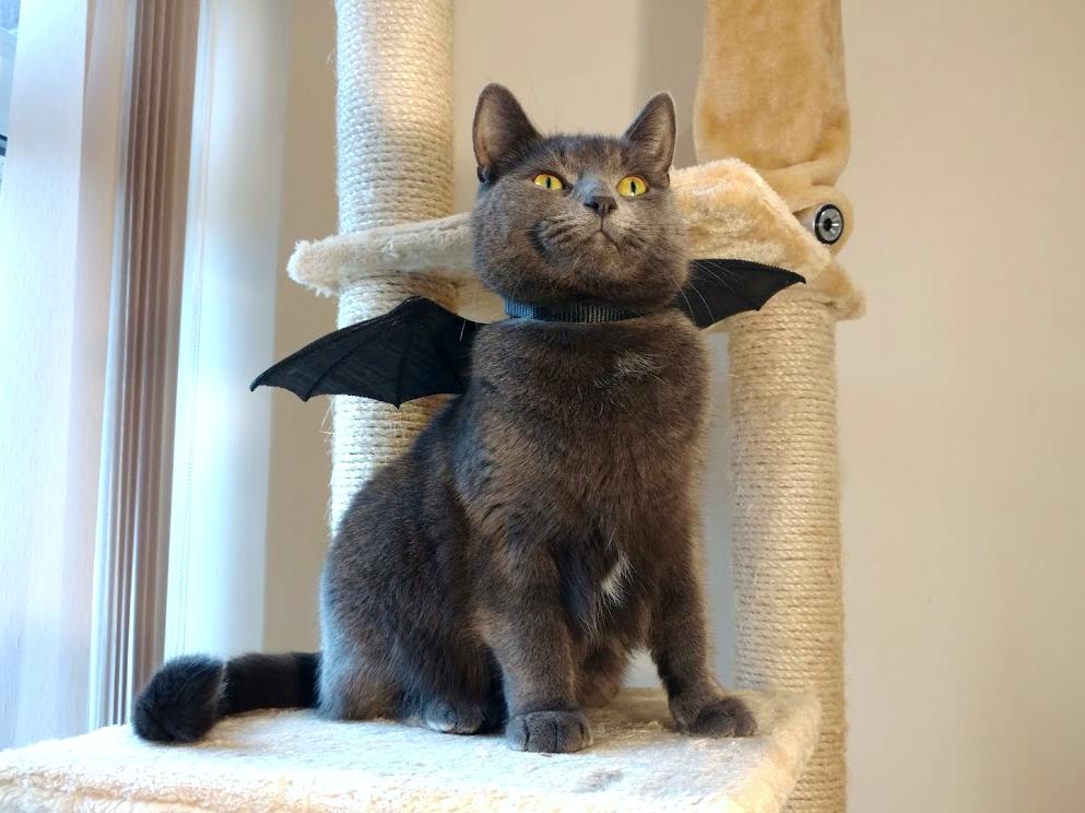 Bat-Cat is here!!! - by @pafgreycat - | Cats | Know Your Meme