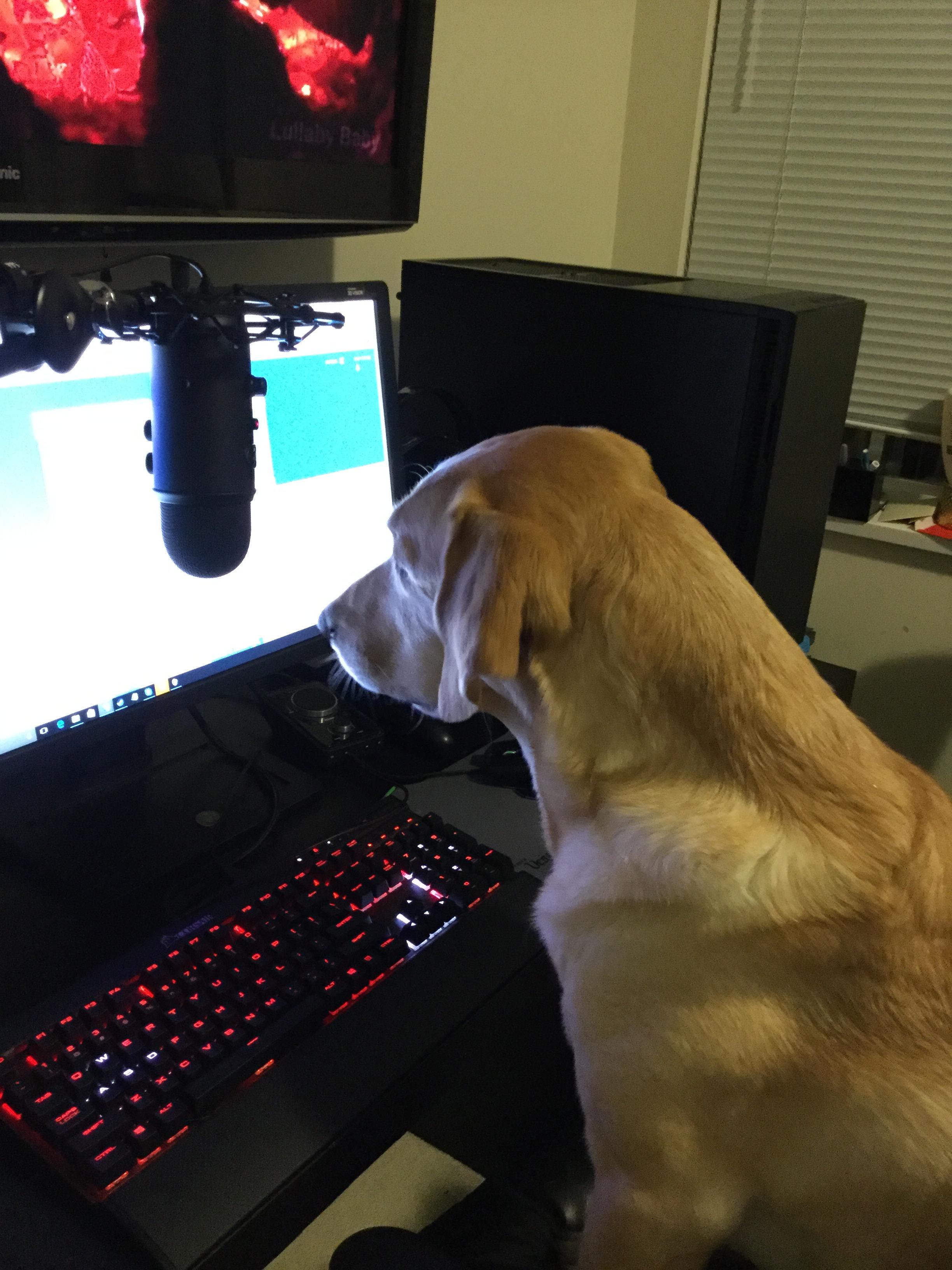 Professional Dogcaster | Dogs | Know Your Meme