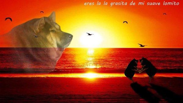 Eres la grasita de mi suave lomito. Atte: El Perrito Súper Gordito ...