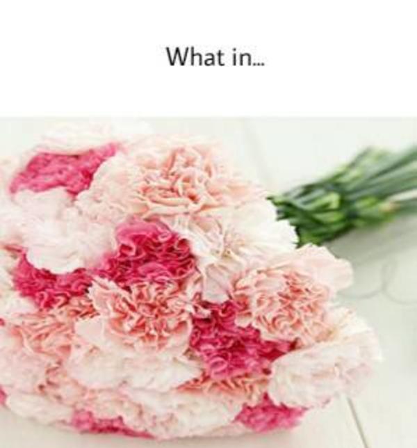 Carnation | What in Tarnation | Know Your Meme