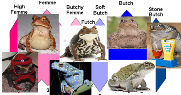Futch Toad Scale | Futch Scale | Know Your Meme