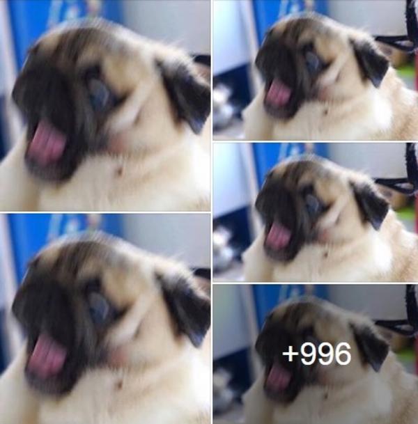 aah | Dogs | Know Your Meme