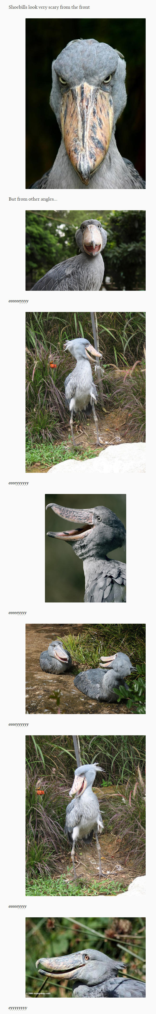 Shoebills look very scary from the front / "eeeeeeyyyy" | Shoebill ...