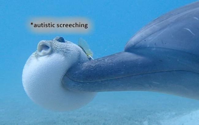 Autistic puffer | Autistic Screeching | Know Your Meme