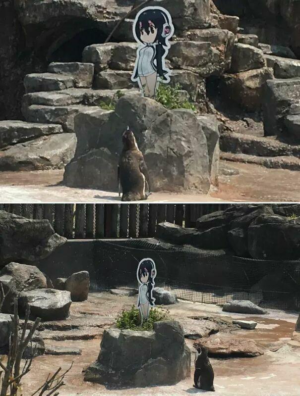 Humboldt penguin's faith Level: Unknown | Kemono Friends | Know Your Meme